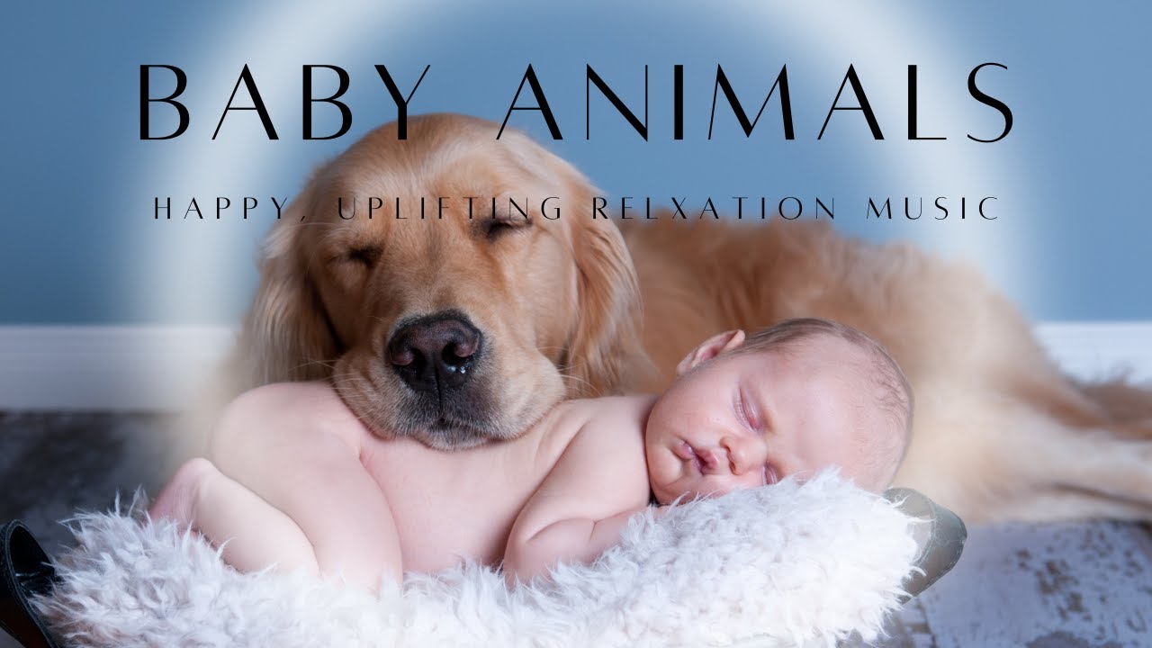 Cute Baby Animals with Soothing Piano Music | Happy Mood | Relaxation ...