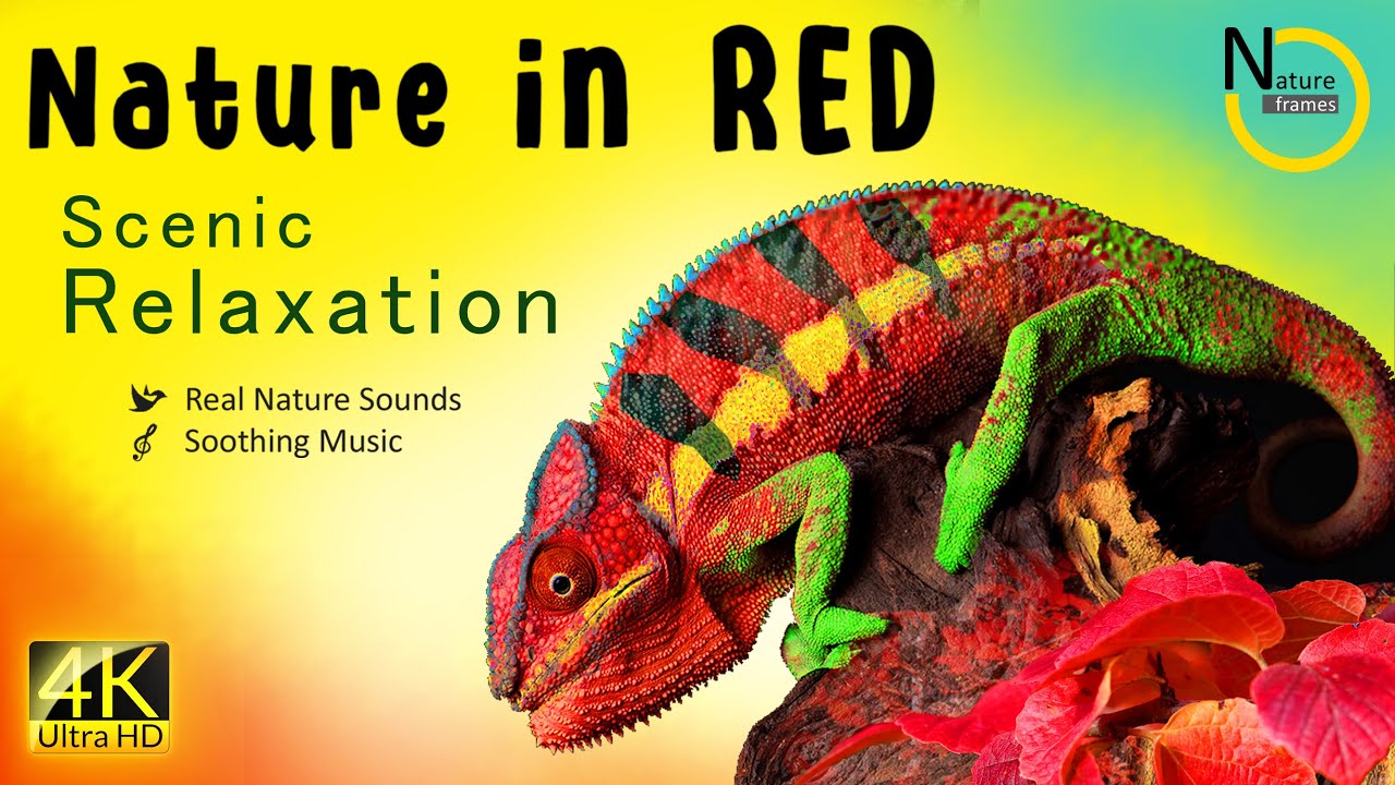 Nature in Red | Relaxing Music With Beautiful Nature | Nature Scenery ...