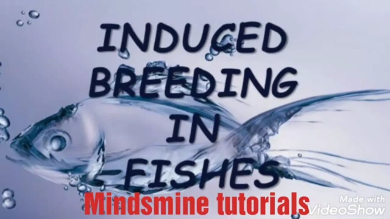 Hypophysation in fishes or Induced breeding in fishes #Aquaculture # ...