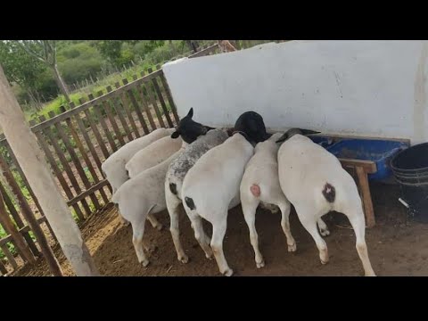 LOTE DE OVELHA DA RAÇA DORPER DISPONÍVEL A VENDA ANIMAIS COM REGISTRO/ E SEM REGISTRO