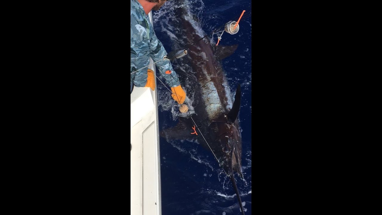 Man VS Marlin | Catch of a Lifetime! - YouTube