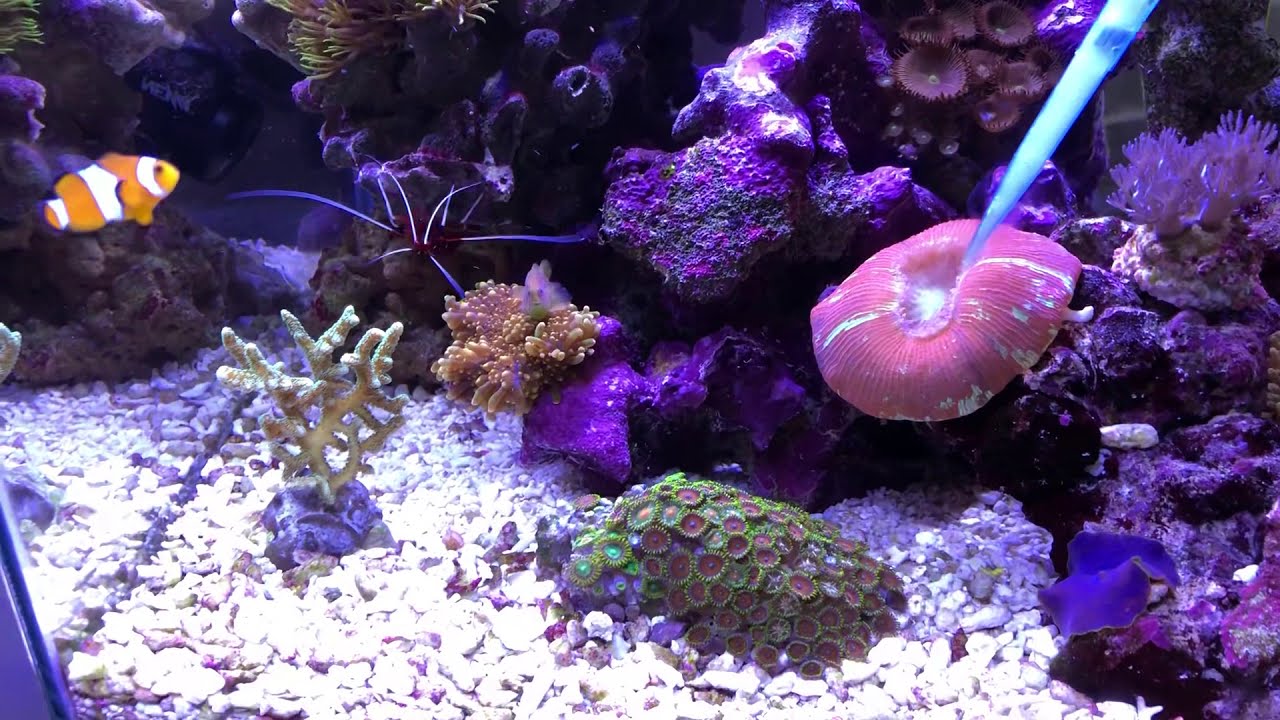 Coral feeding/Coral Ernährung - YouTube