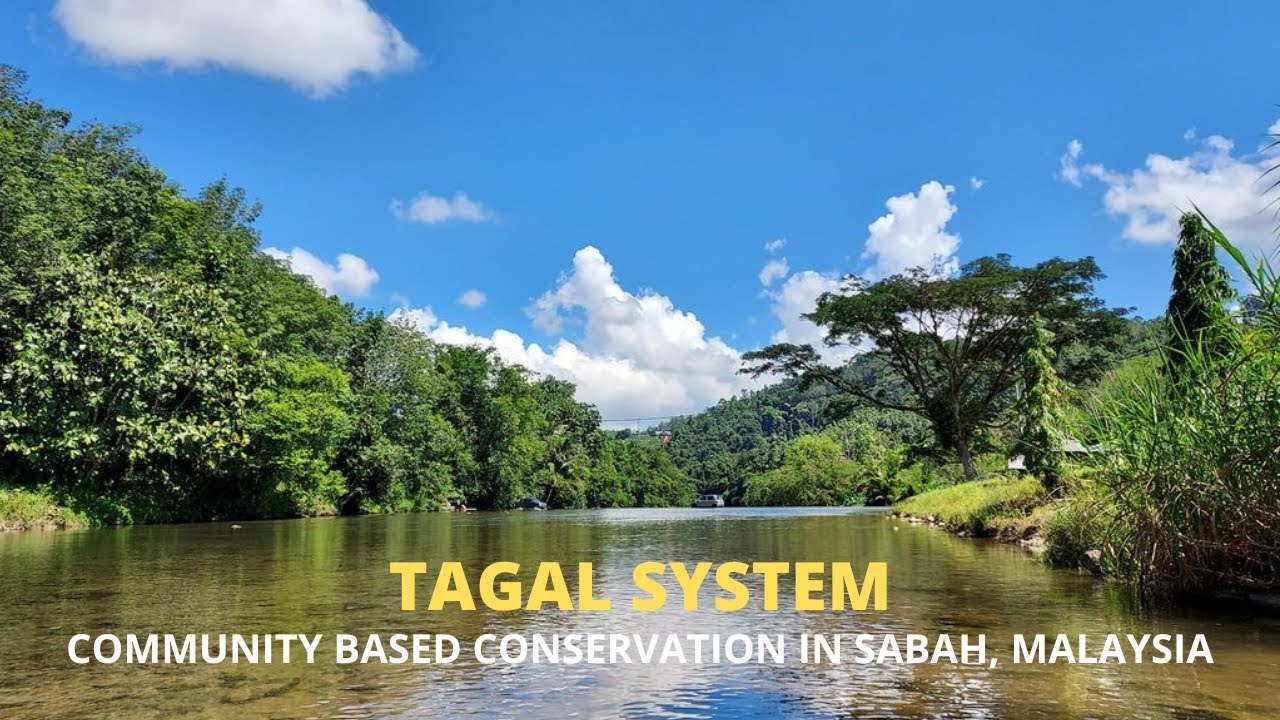 Tagal conservation system in Sabah, Malaysia - YouTube