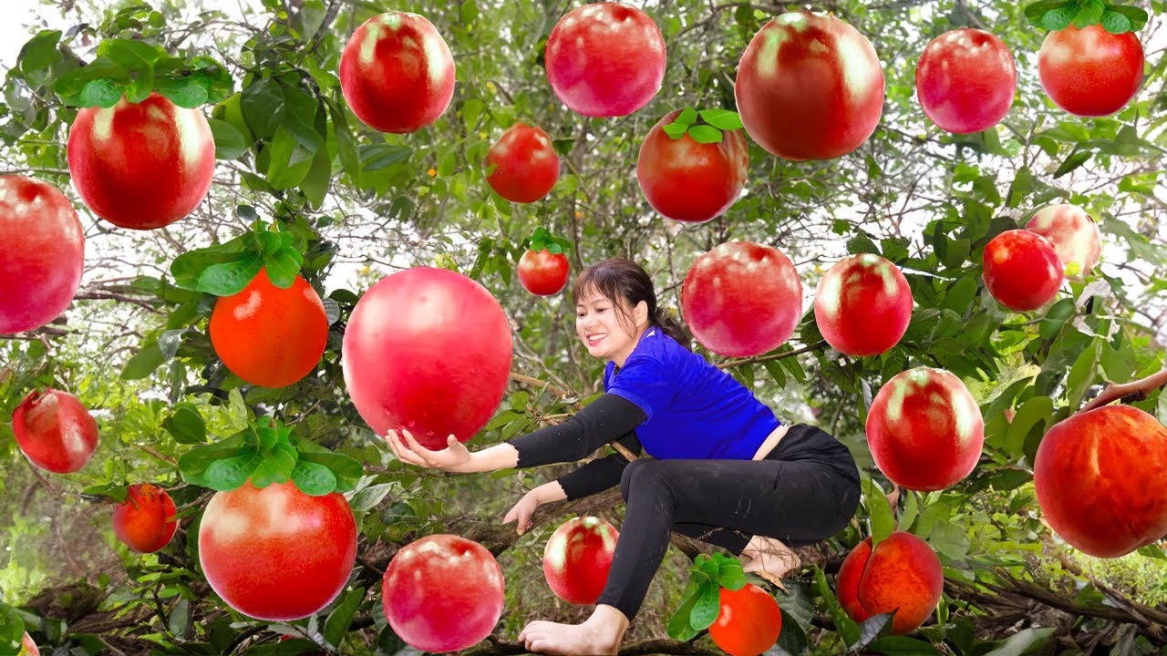 Single Girl - Harvest of Red Eternal Fruit and Red Burmese Grape | UR ...