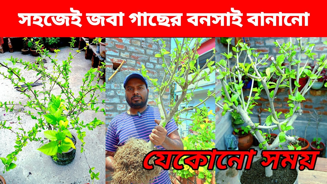 সহজেই জবা গাছের বনসাই বানানো | Easy to make jaba tree bonsai | #bonsai ...