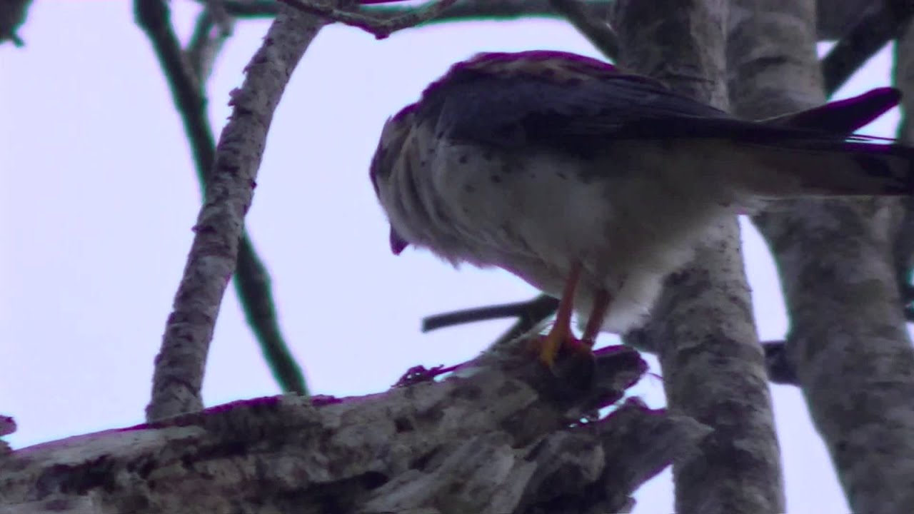 Jamaican Bird Hawk eating another bird - YouTube