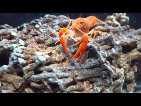 Mavi ve kırmızı kerevit kavgası lobster attack