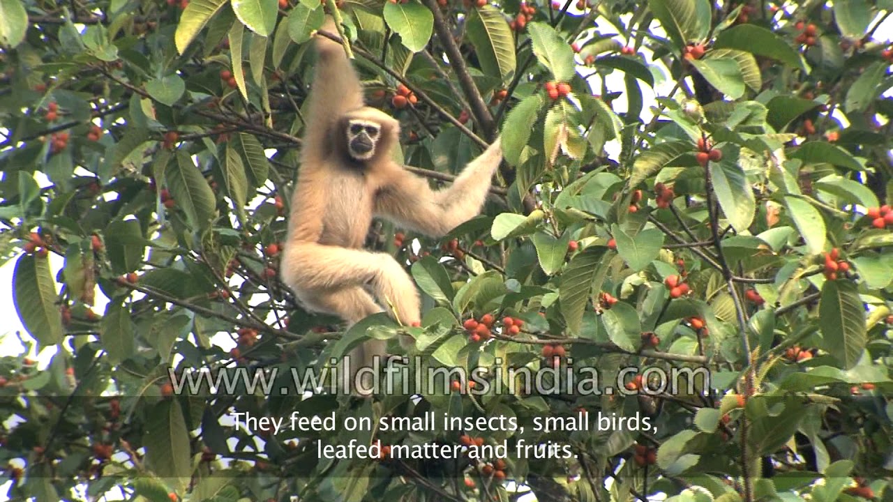 Eastern Hoolock Gibbon, the only lesser ape found in India - YouTube