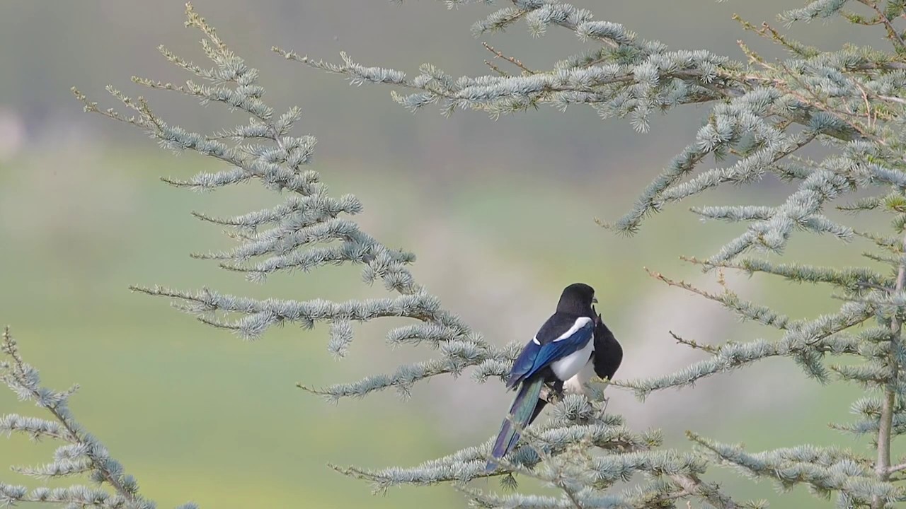 Elster Birds Tree Courtship/Love (4K) {NO COPYRIGHT} - YouTube