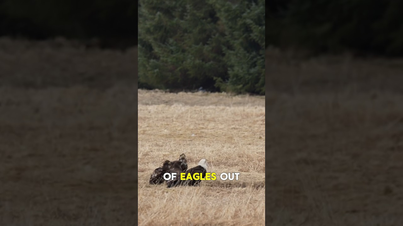 Well, well, well. Look who’s back. 🦅 - YouTube