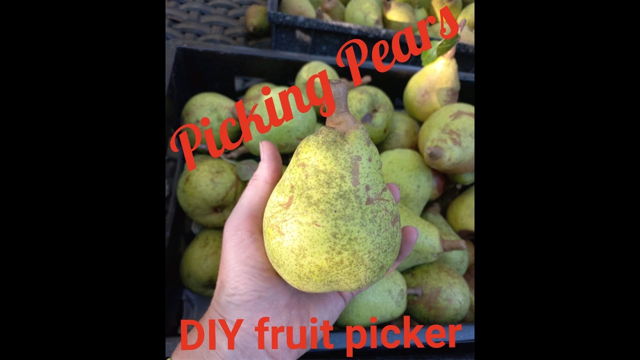 DIY Fruit Picker - picking pears - YouTube