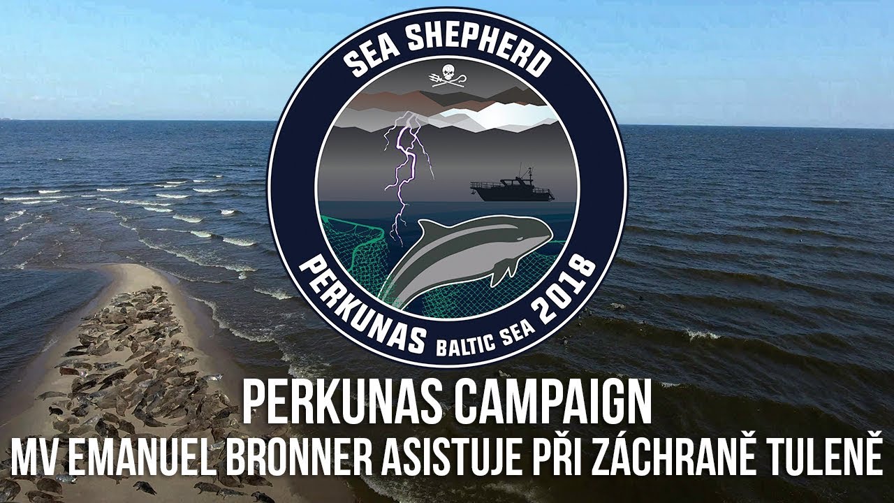 Perkunas Campaign: M/V Emanuel Bronner asistuje při záchraně tuleně ...