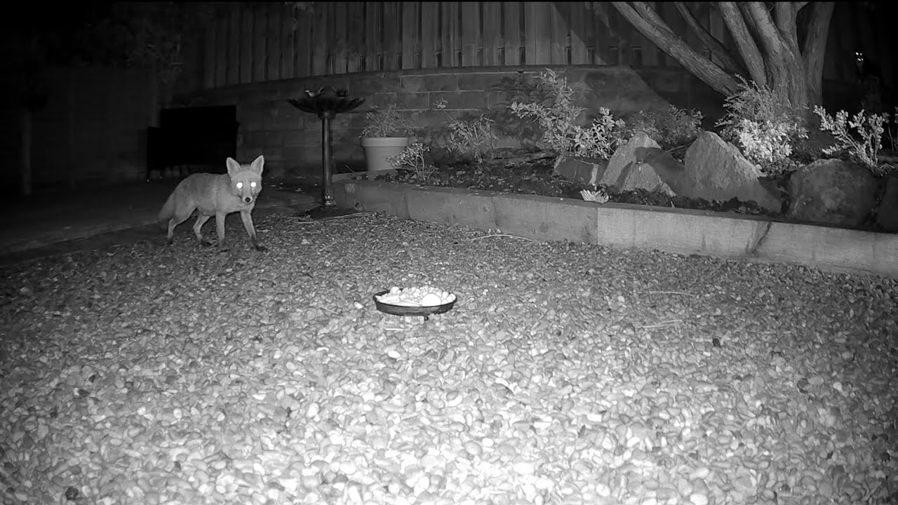 Basil the fox comes and collects the egg, watched closely by one of the ...