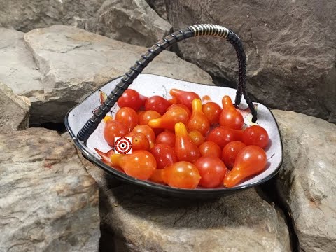Dwarf Red Romanian Tomato Seeds For Sale At Bounty Hunter Seeds - YouTube