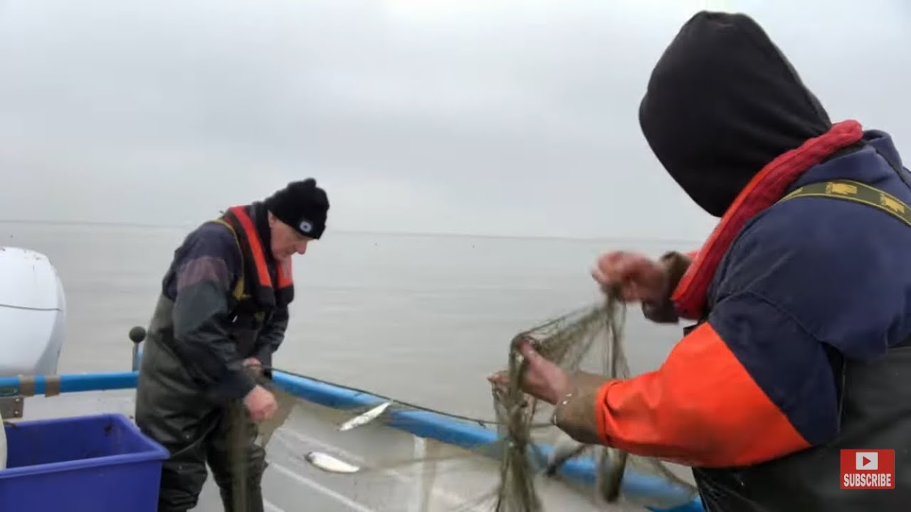 Finally a few fish! Drift netting herring. Traditional commercial beach ...