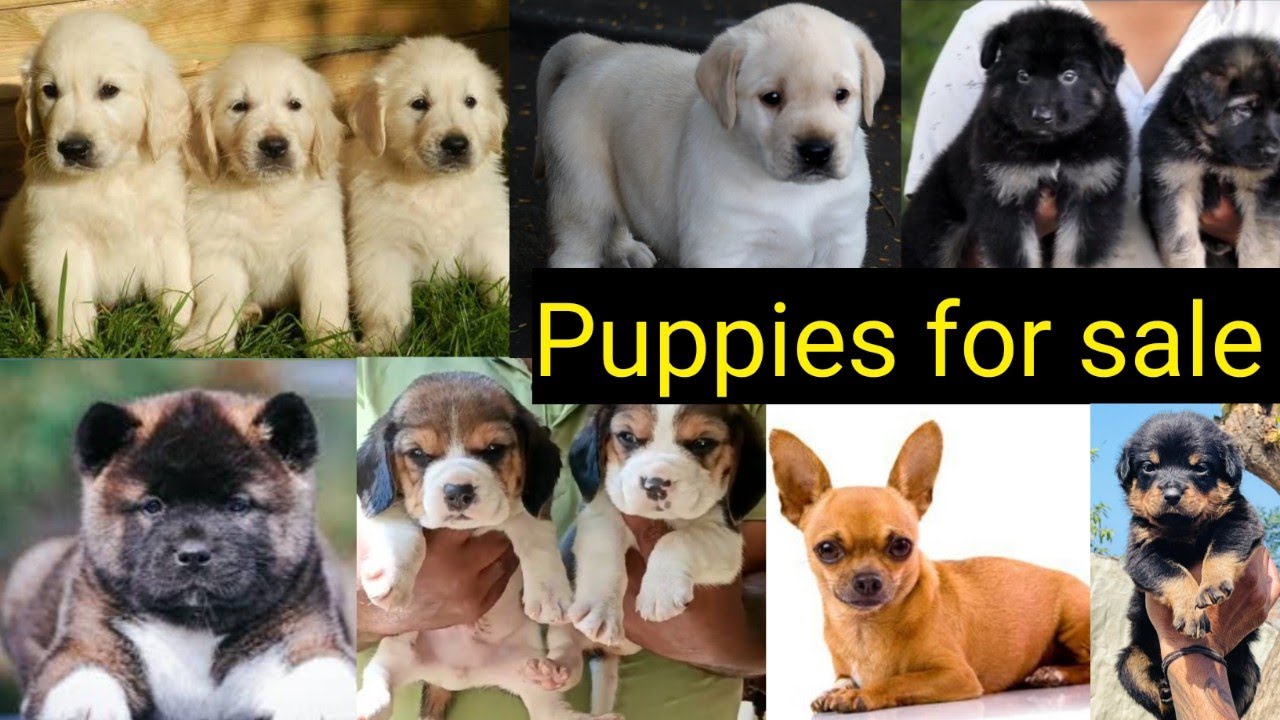 Puppies for sale | Golden retriever , Labrador ,Chihuahua , Beagle ...