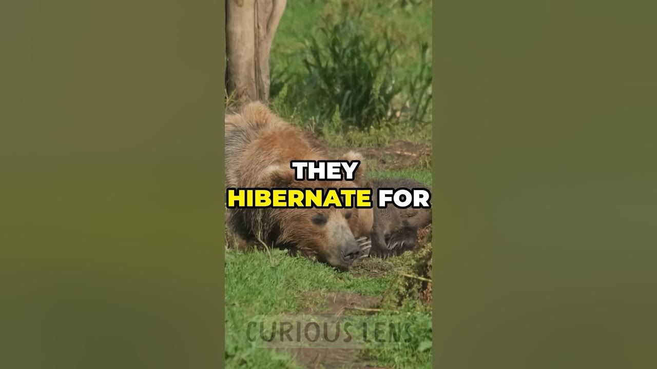 Why Do Bears Hibernate? - YouTube