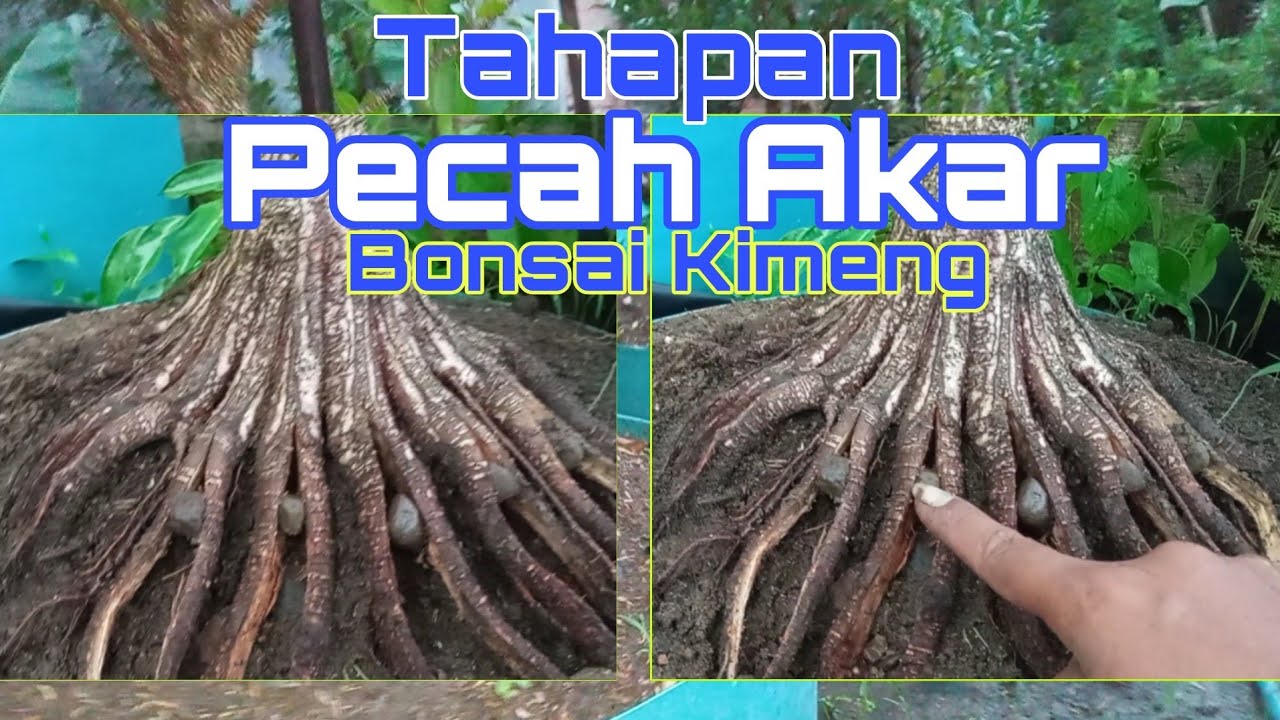 Tahapan Pecah Akar Bonsai Kimeng - YouTube