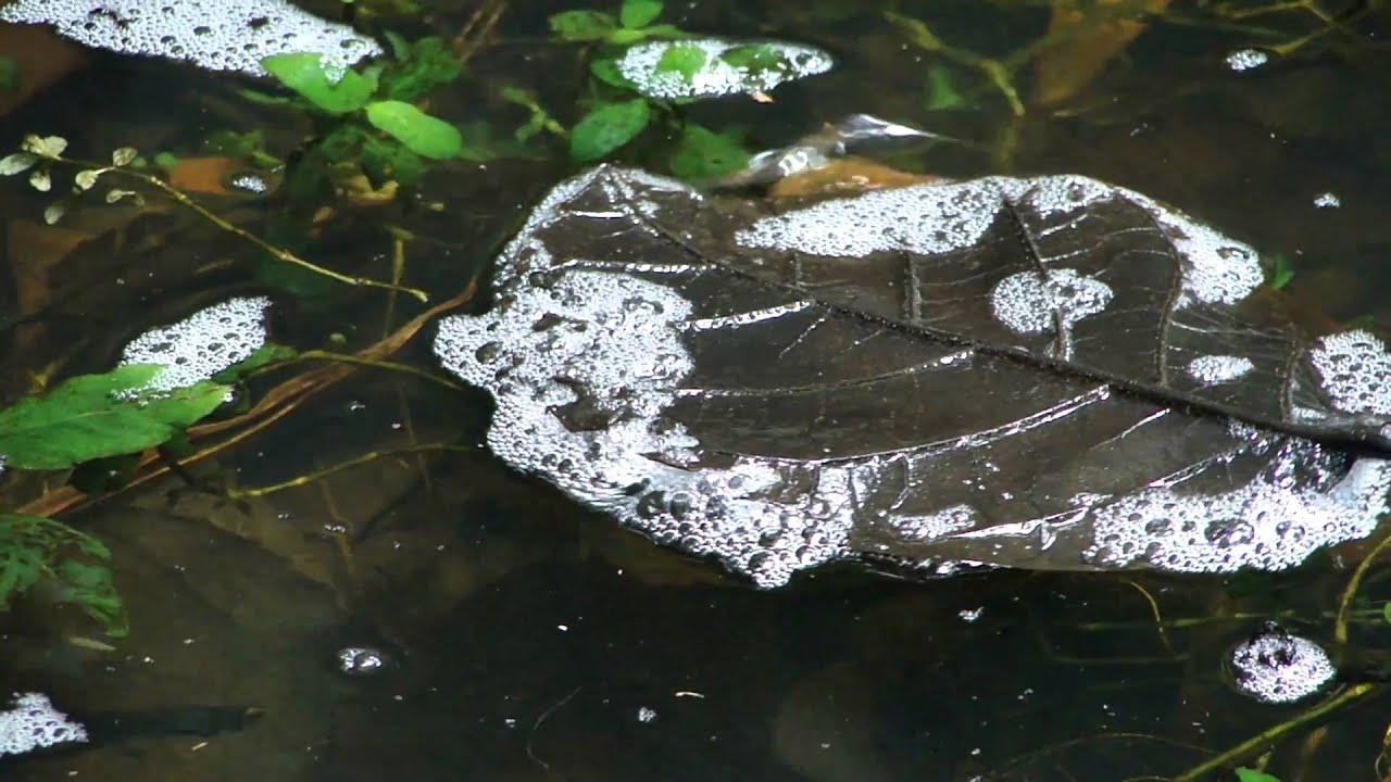 Desova Peixe CASCUDO - Armored Catfish spawning - Callichthys ...
