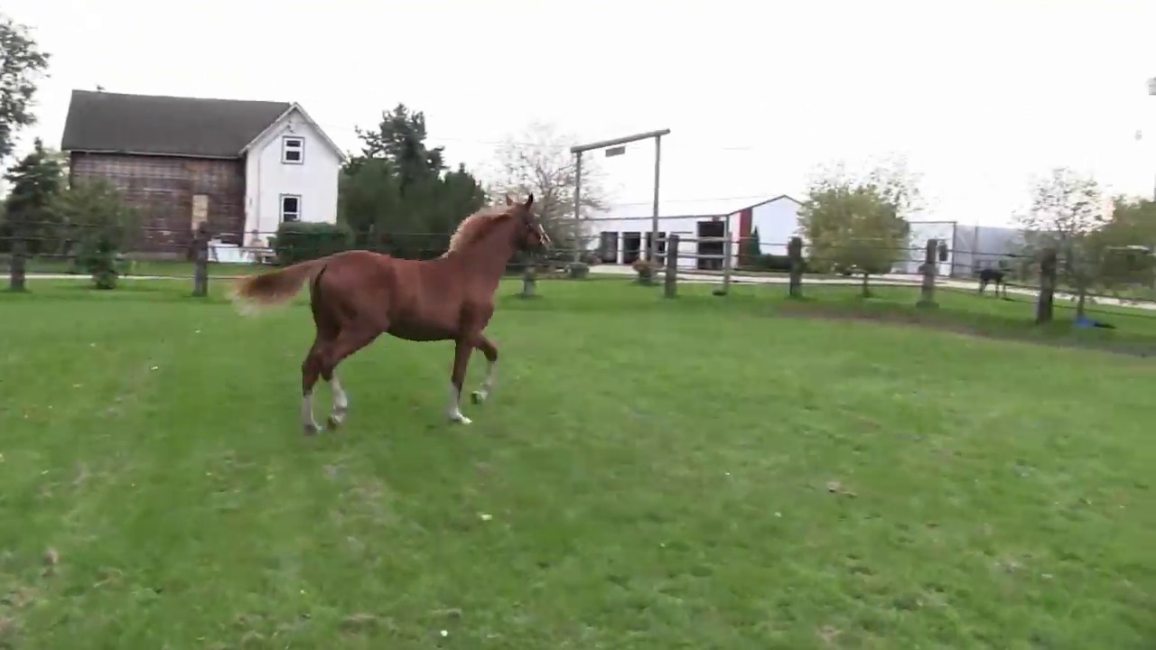 Bella Balou - 2014 Flashy, Tall Dressage or Hunter Prospect by Bon ...