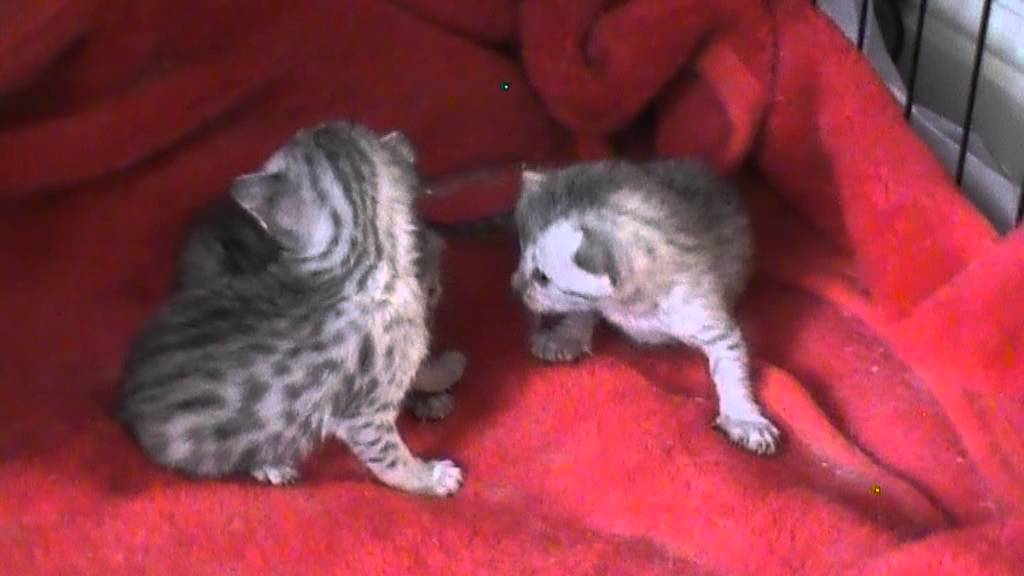 Kittens 13 - YouTube