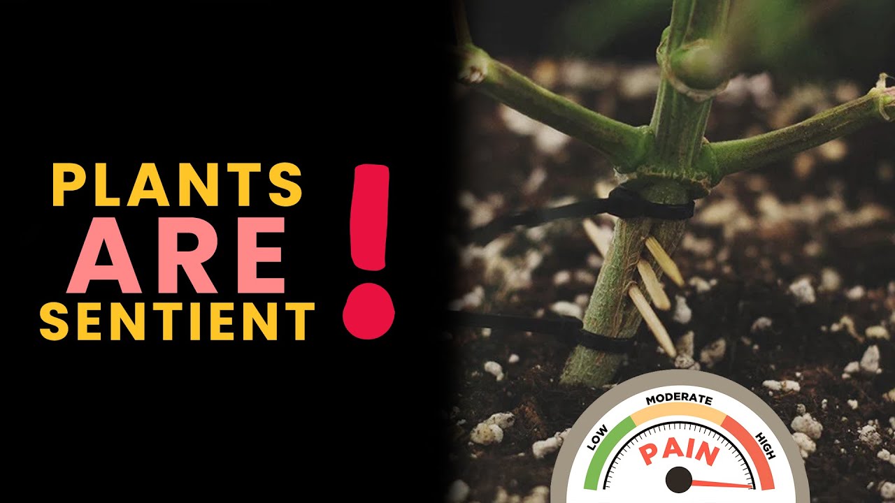 Plants Are Sentient - Experiments - YouTube