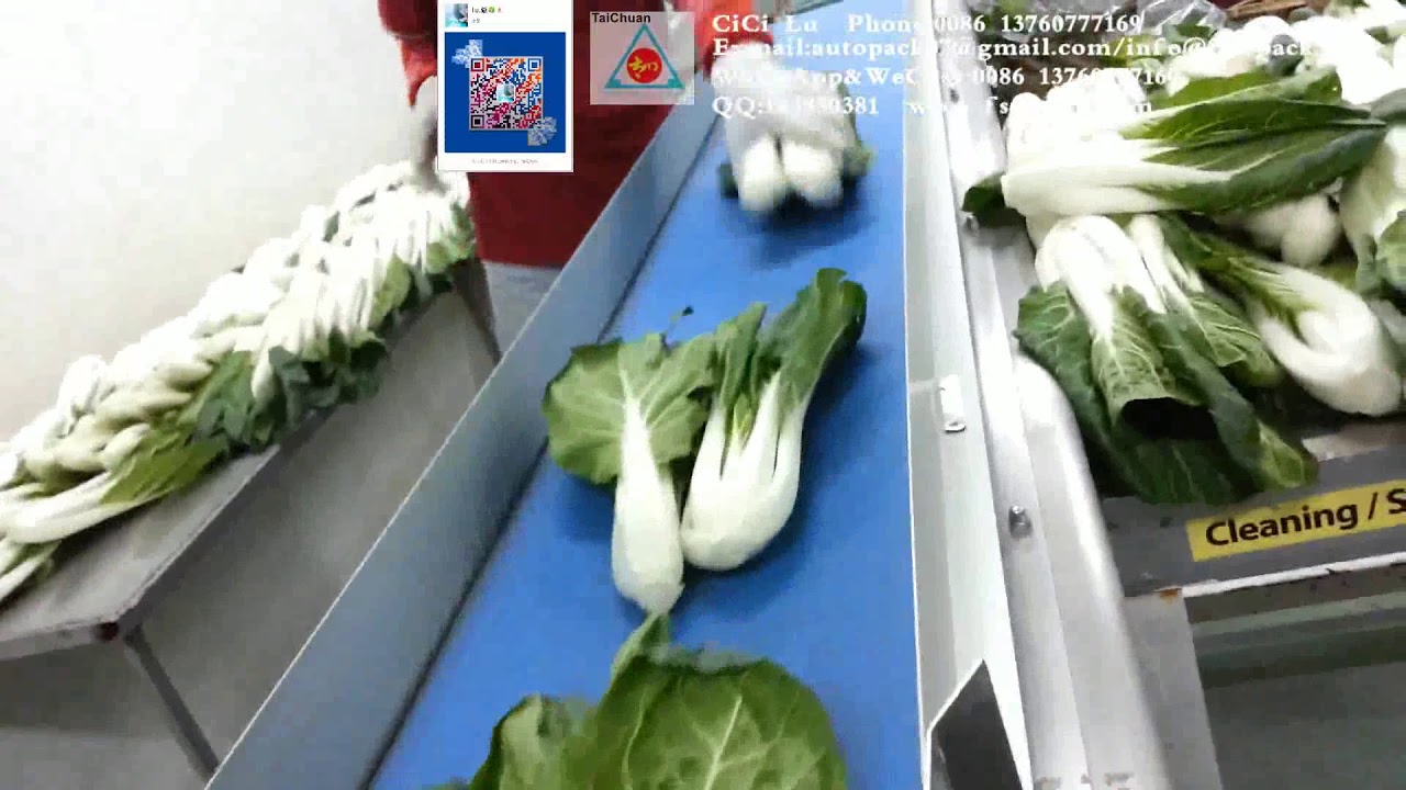 Green vegetables,Lettuce packing machine - YouTube