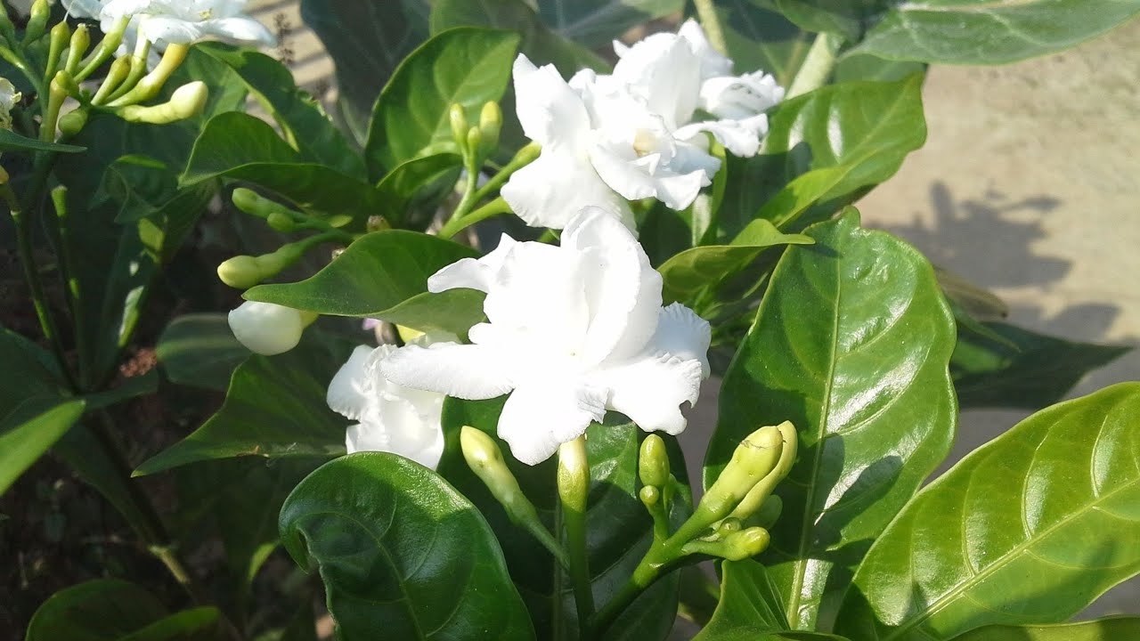 বর্ষায় এই পদ্ধতিতে টগর ফুলের চারা রোপন করুন। Togor Flower tree . - YouTube