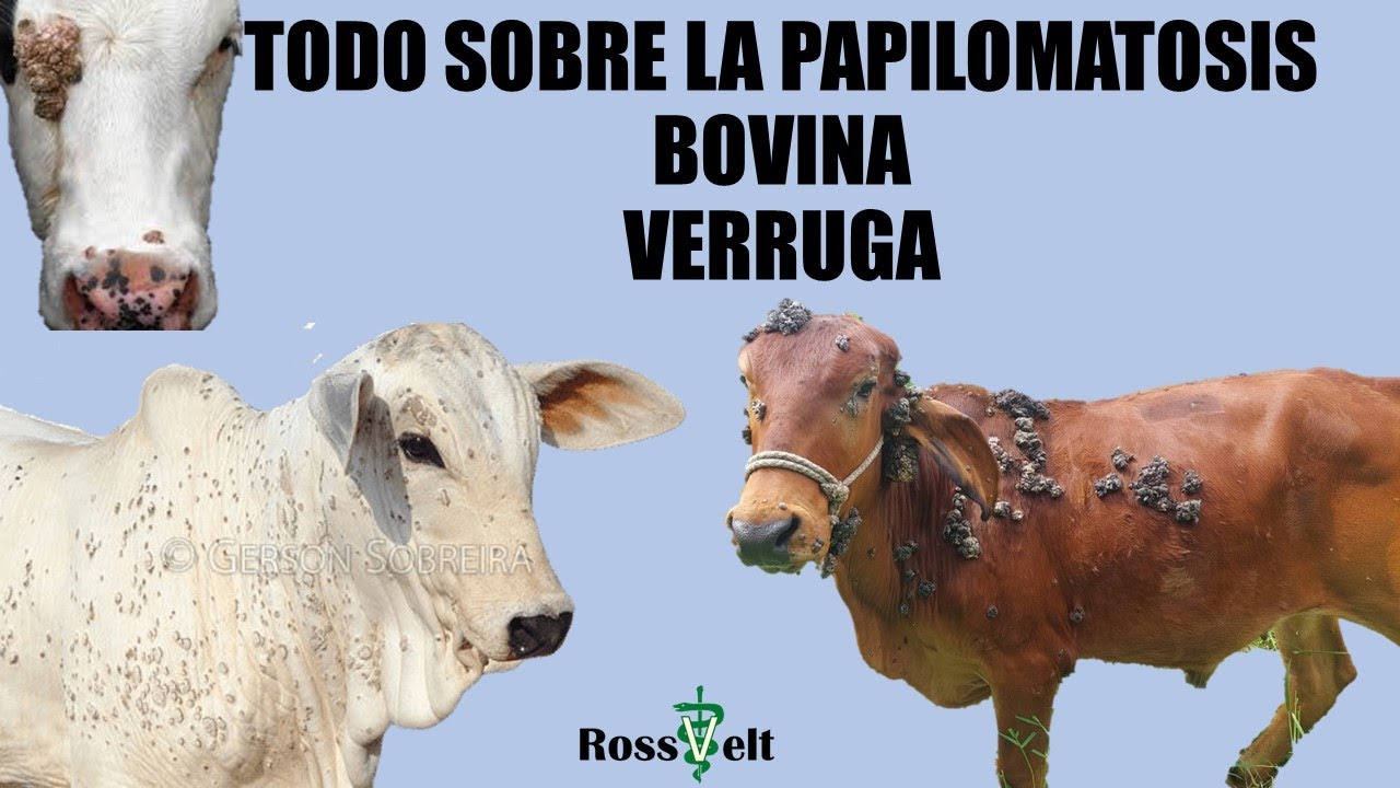 PAPILOMATOSIS BOVINA (VERRUGA EN LAS VACAS) - YouTube