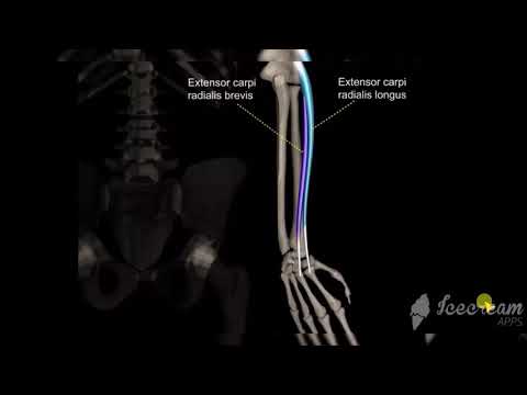 Músculo Extensor Radial Breve del Carpo - YouTube
