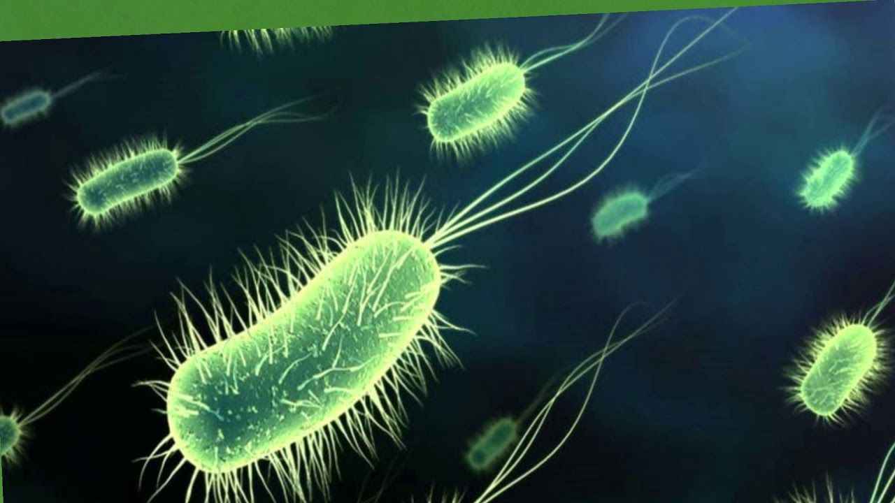 Estructura del flagelo - Realice un diagrama y explique la fuerza