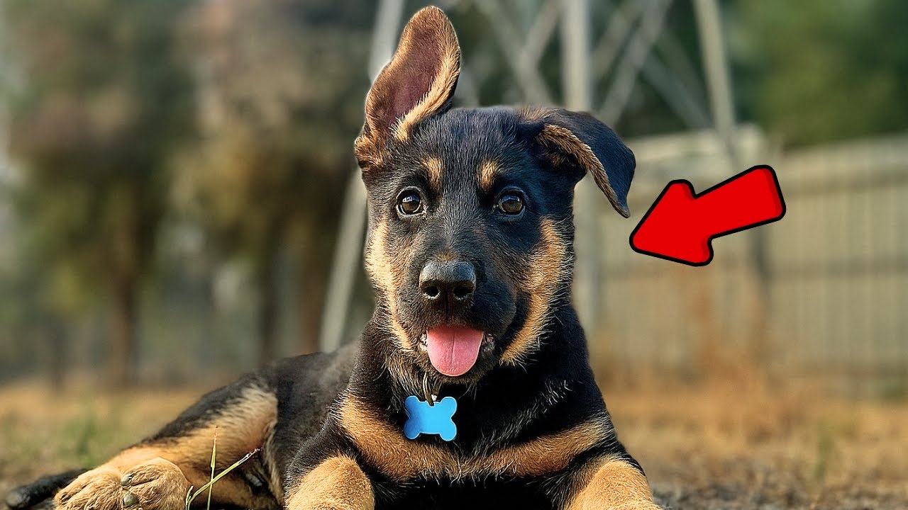 No One Wanted This Puppy..But He Finally Found Someone Who Believed in ...