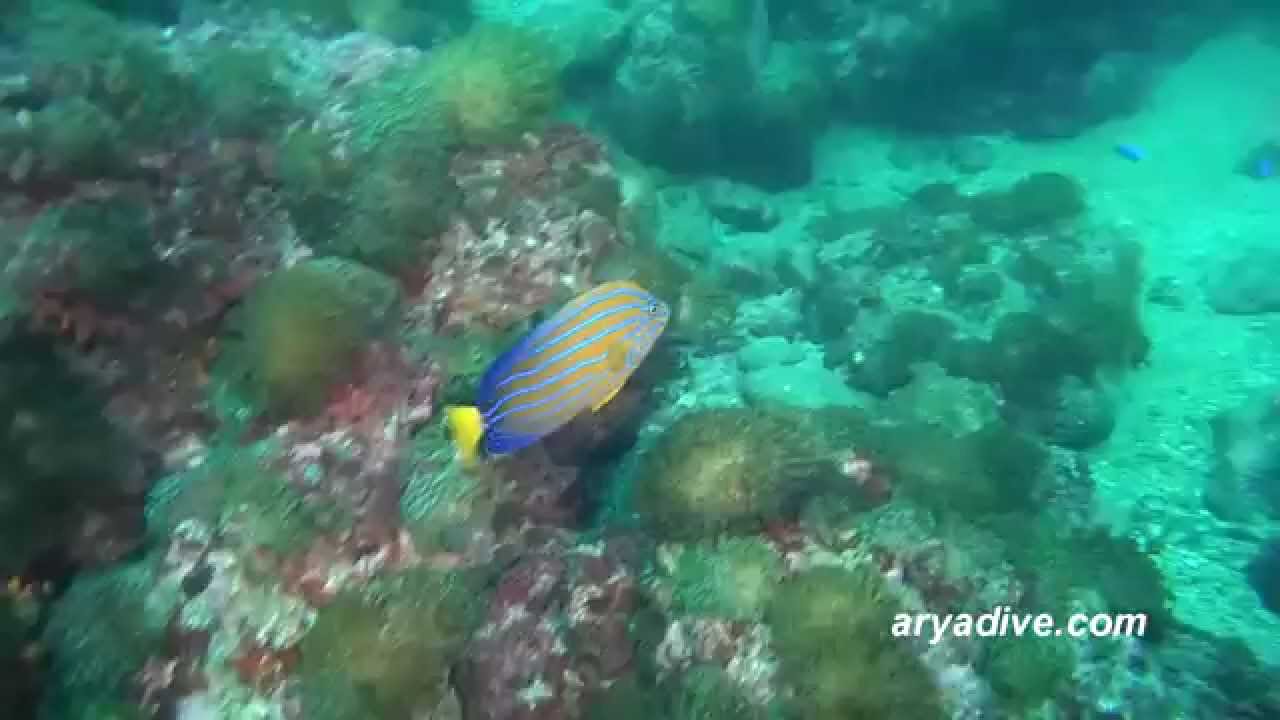 청줄돔(Chaetodontoplus septentrionalis)~ Bluestriped angelfish, Bluelined ...