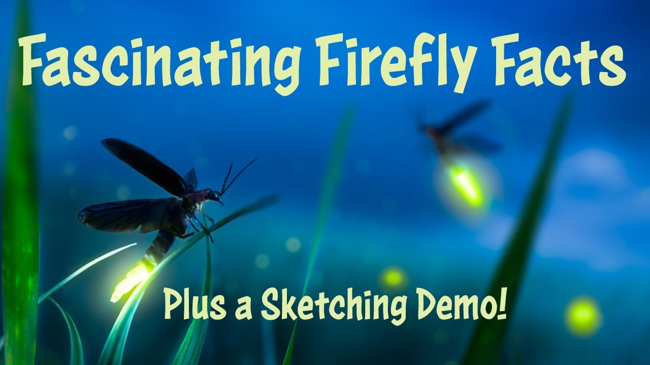 Fascinating Firefly Facts YouTube fascinating-firefly-facts-youtube