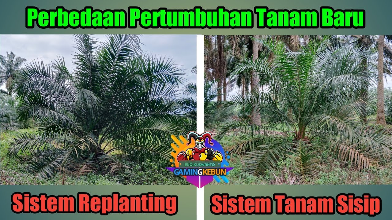 Perbandingan Sistem Replanting Dan Tanam Sisip - YouTube