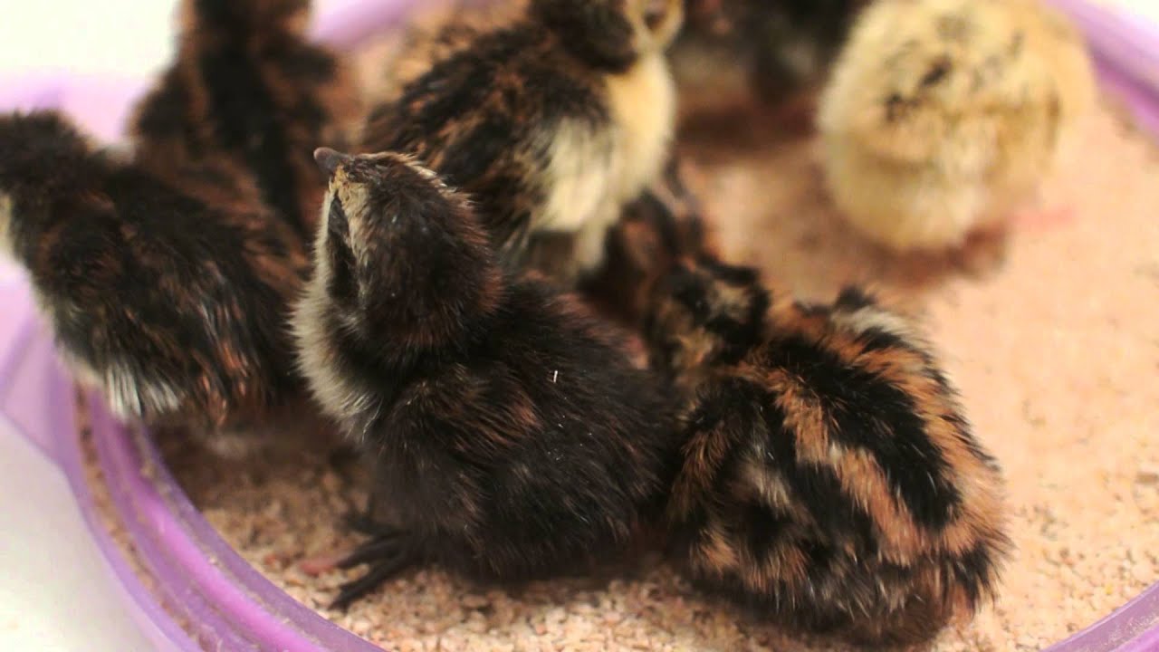 Day-Old Coturnix Quail Chicks - YouTube
