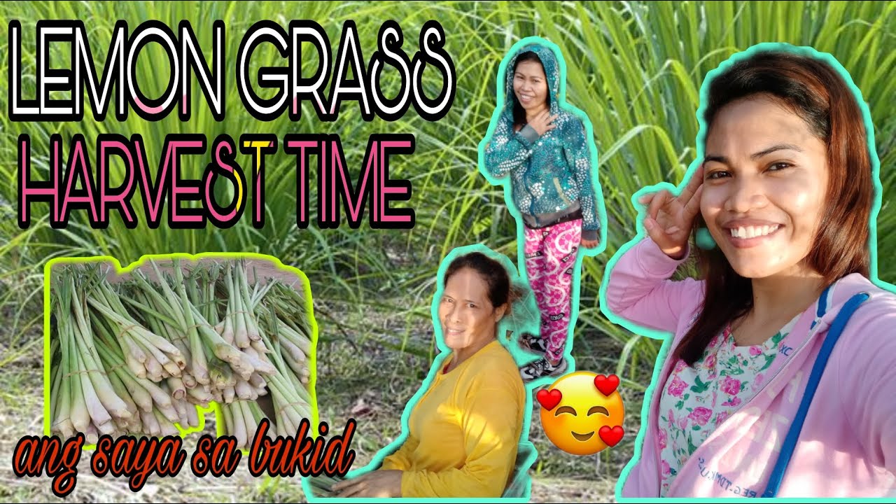 LEMON GRASS/TANLAD HARVEST TIME + FARM TOUR . (By: Lou) - YouTube