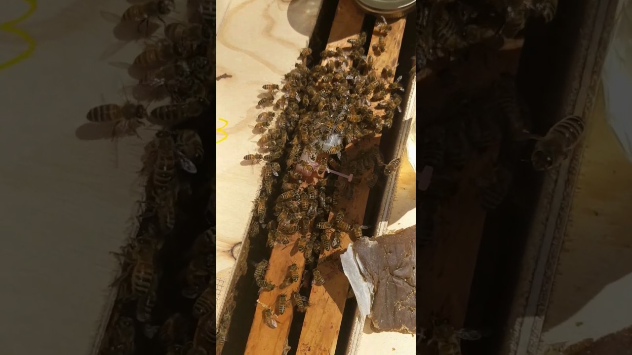 Adding a queen to a hopelessly queenless hive - YouTube