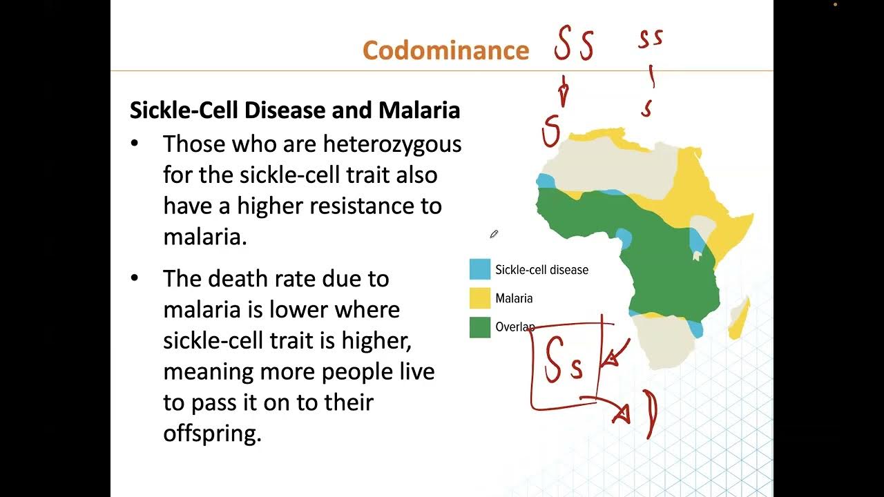 Complex patterns of inheritance - YouTube