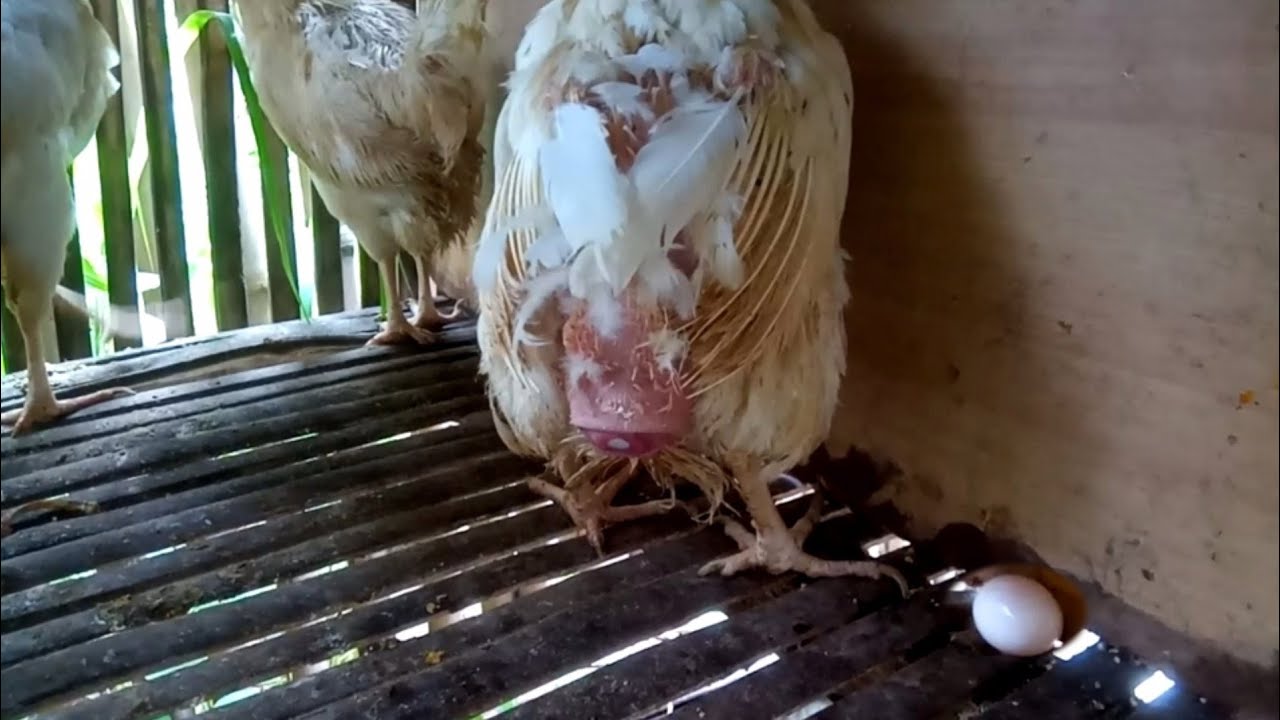 #Seen actual laying egg cull chicken/layer chicken/farmy official - YouTube