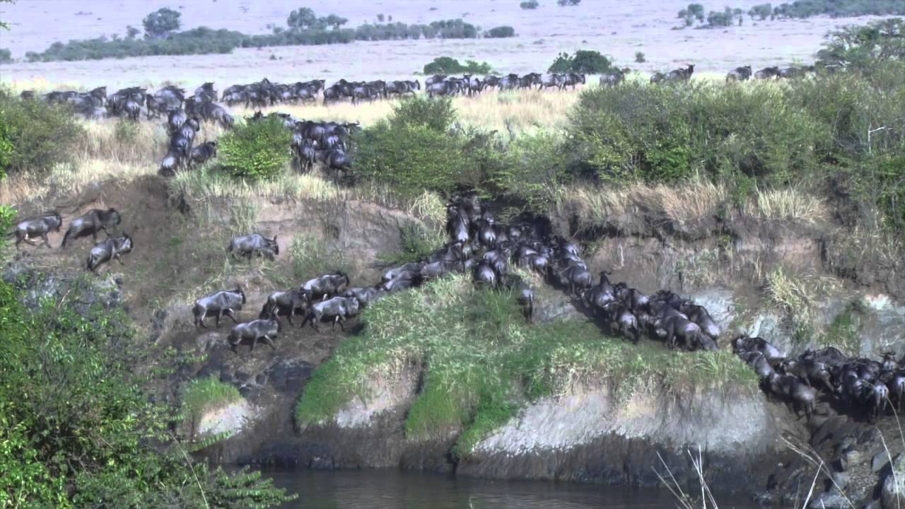 Africa's Great Migration of Wildebeest and Zebra in Kenya & Tanzania ...