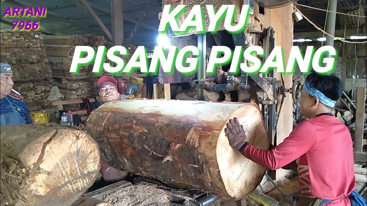 SAWMILL Wood!!...PROSES PEMOTONGAN KAYU PISANG PISANG YANG SANGAT BESAR ...