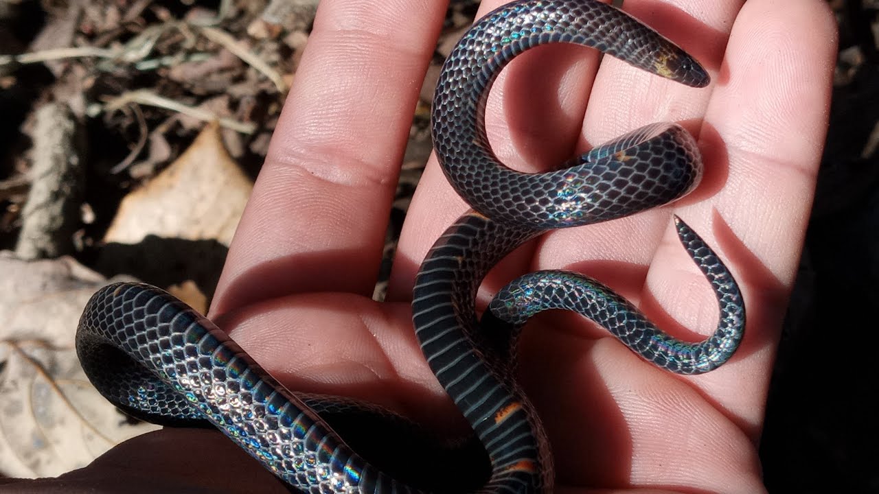 Culebra minera de tierras altas (Geophis mutitorques) - YouTube