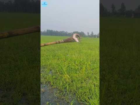 Boy Catch Fish In Rain With Bamboo Crossbow Fishing /Fishing. (part -78) #shorts #fish #jumping