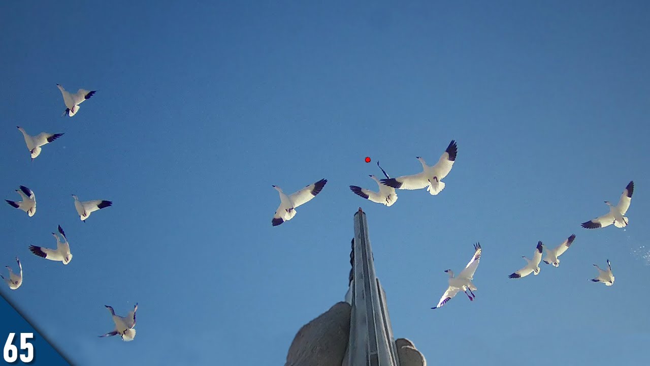 DECOYING Snow Geese Out of Layout Blinds | Snow Goose Hunting 2024 ...