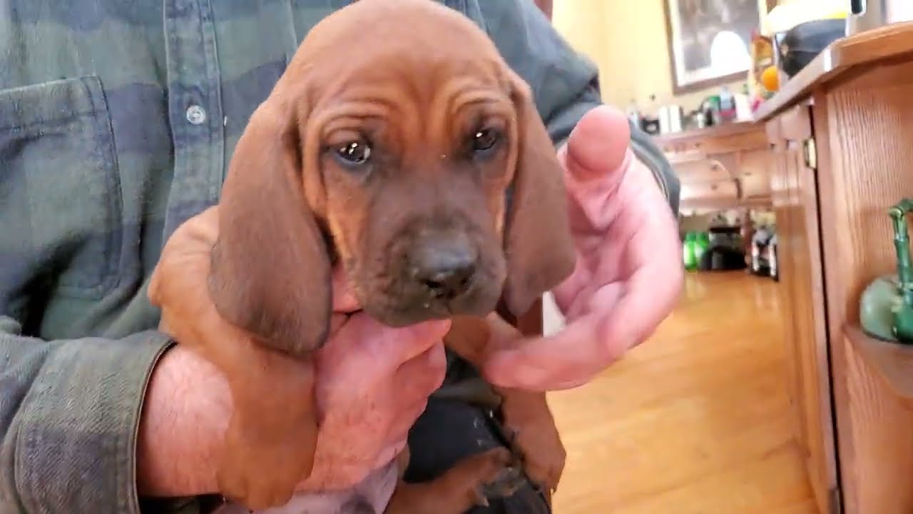 Handsome Redbone Coonhound male 407 - YouTube