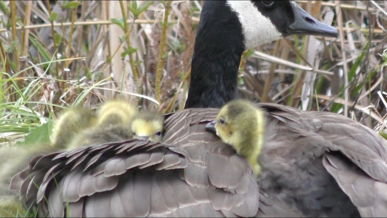 Canada Geese And Goslings Snuggling, 5/2/2020 (HD) - YouTube