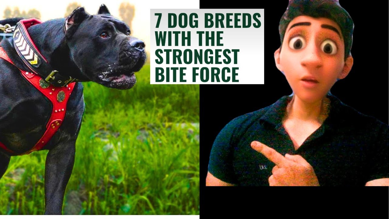 "Bite Strength: Top 7 Dog Breeds with the Strongest Bite" - YouTube