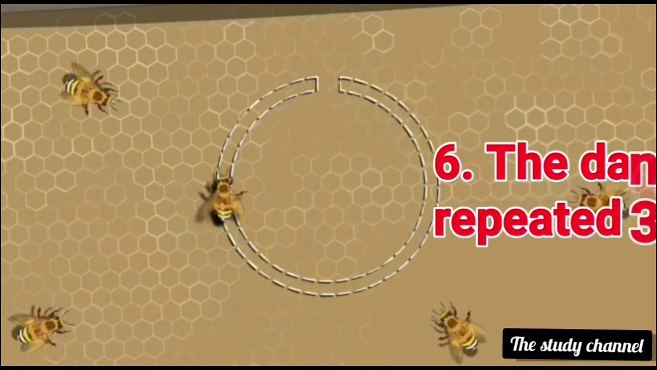 Communication in bees | Round dance | Waggle dance || - YouTube