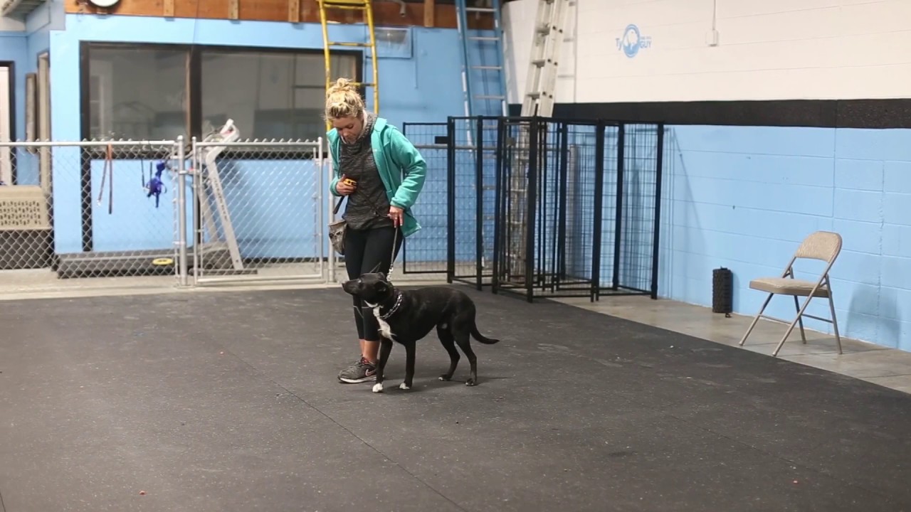 How to Teach an Automatic Sit- Training Your Dog to Heel - YouTube